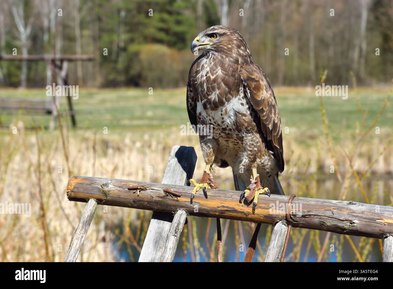 Red tailed hawk sitting on a meadow background Stock Photo - Alamy