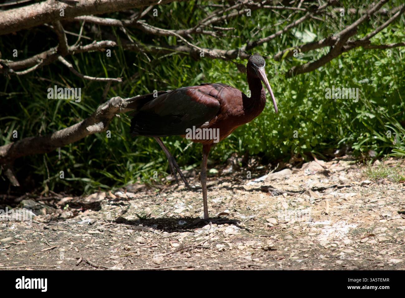The Glossy Ibis has a distinctive long, downwards curved bill that is ...