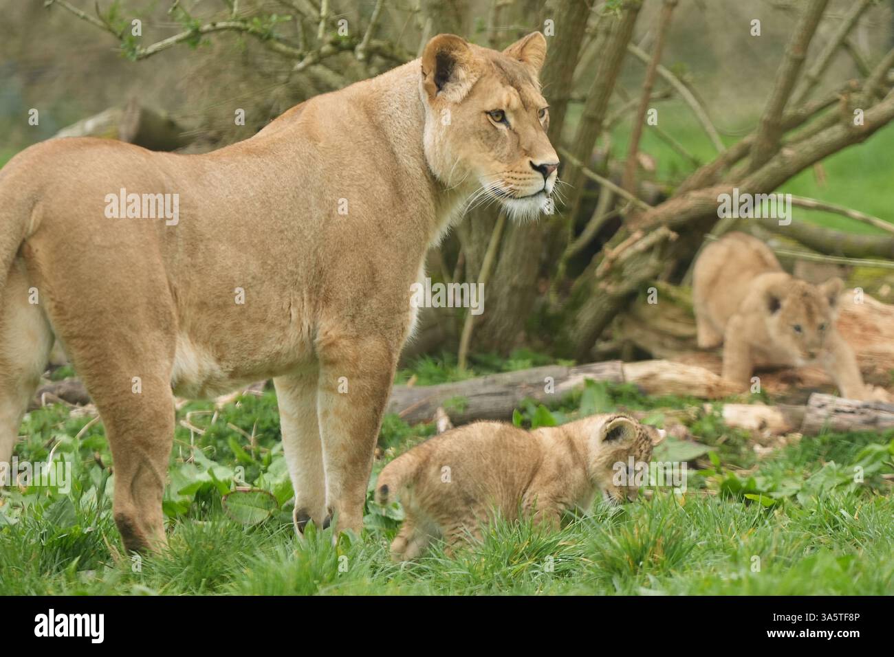 African lioness Waka with her eight-week-old cubs as they take their ...