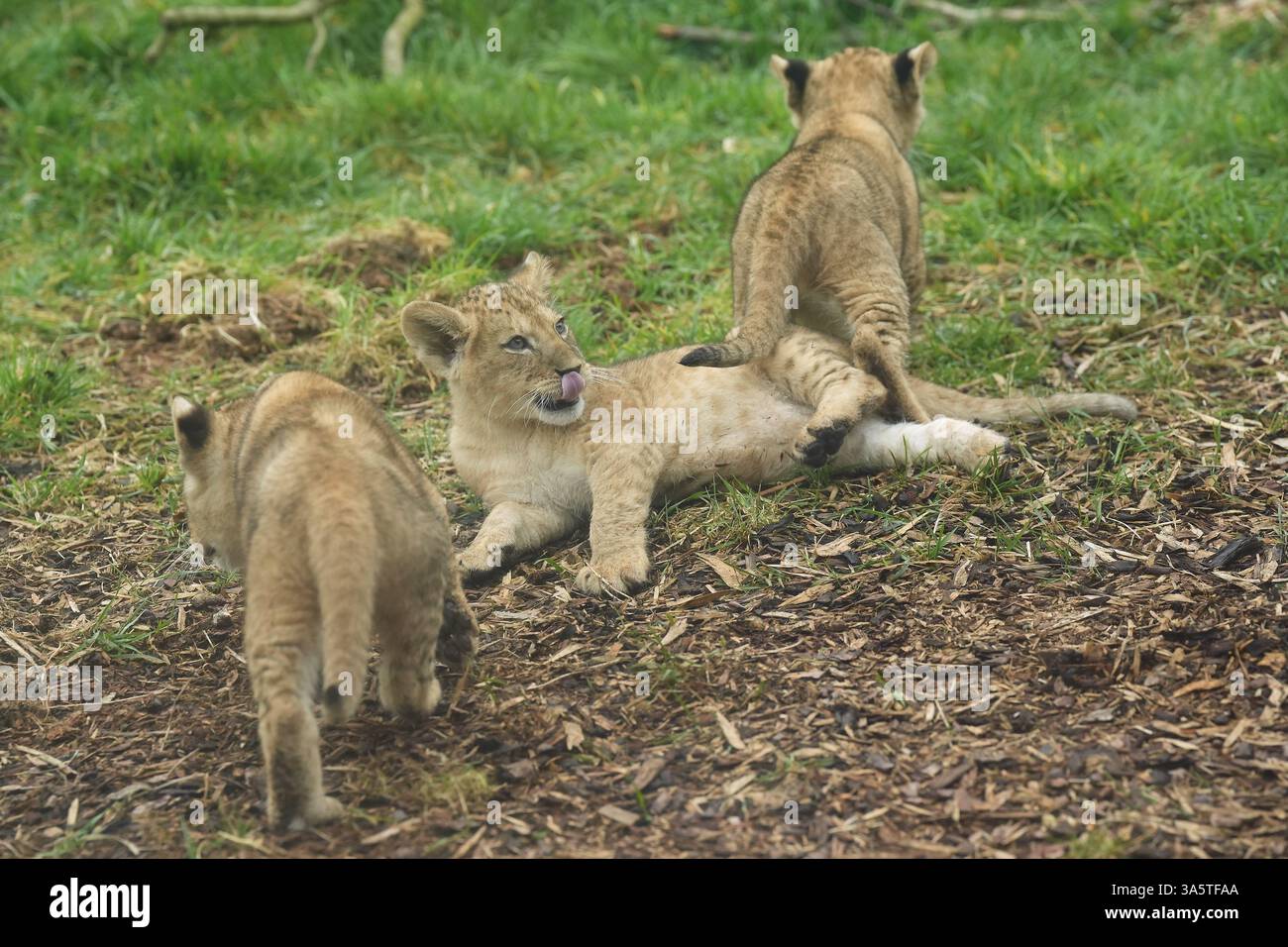 Eight-week-old cubs from a litter of rare northern African lions take ...