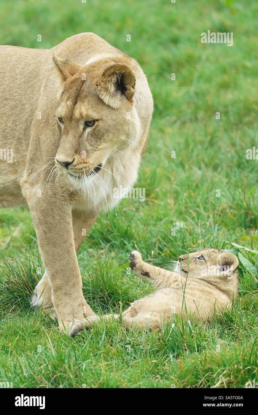 African lioness Waka with her eight-week-old cubs as they take their ...