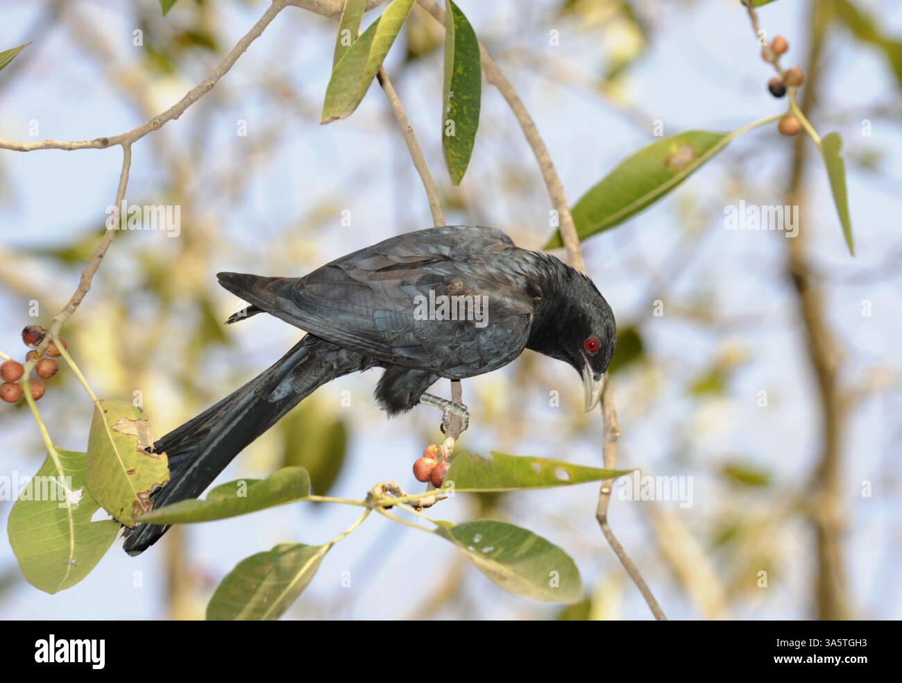 Eudynamys hi-res stock photography and images - Alamy