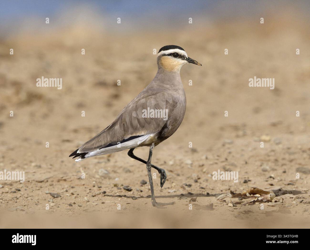 Vanellus gregarius hi-res stock photography and images - Alamy