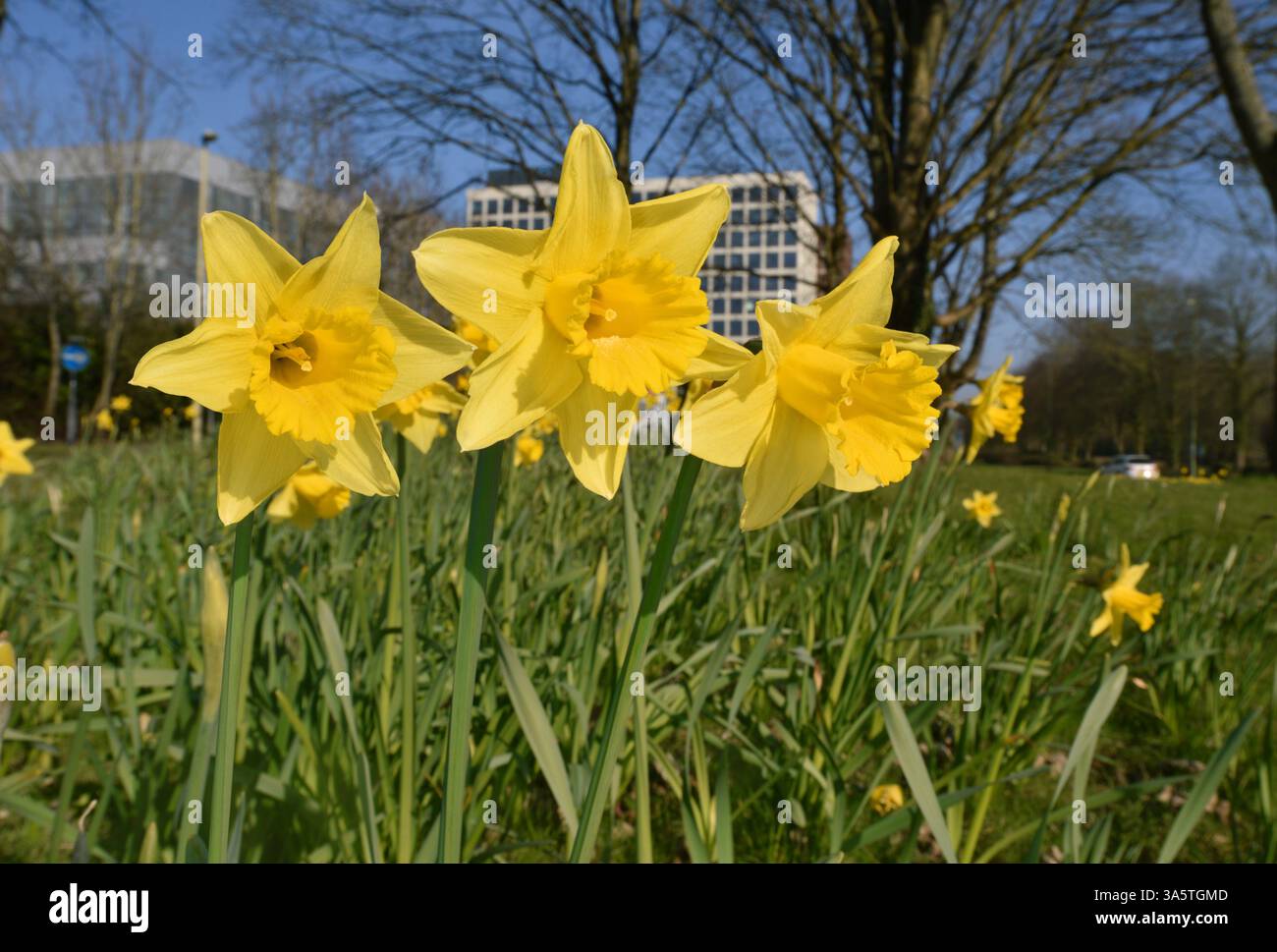 Spanish Daffodil - Narcissus hispanicus Stock Photo - Alamy