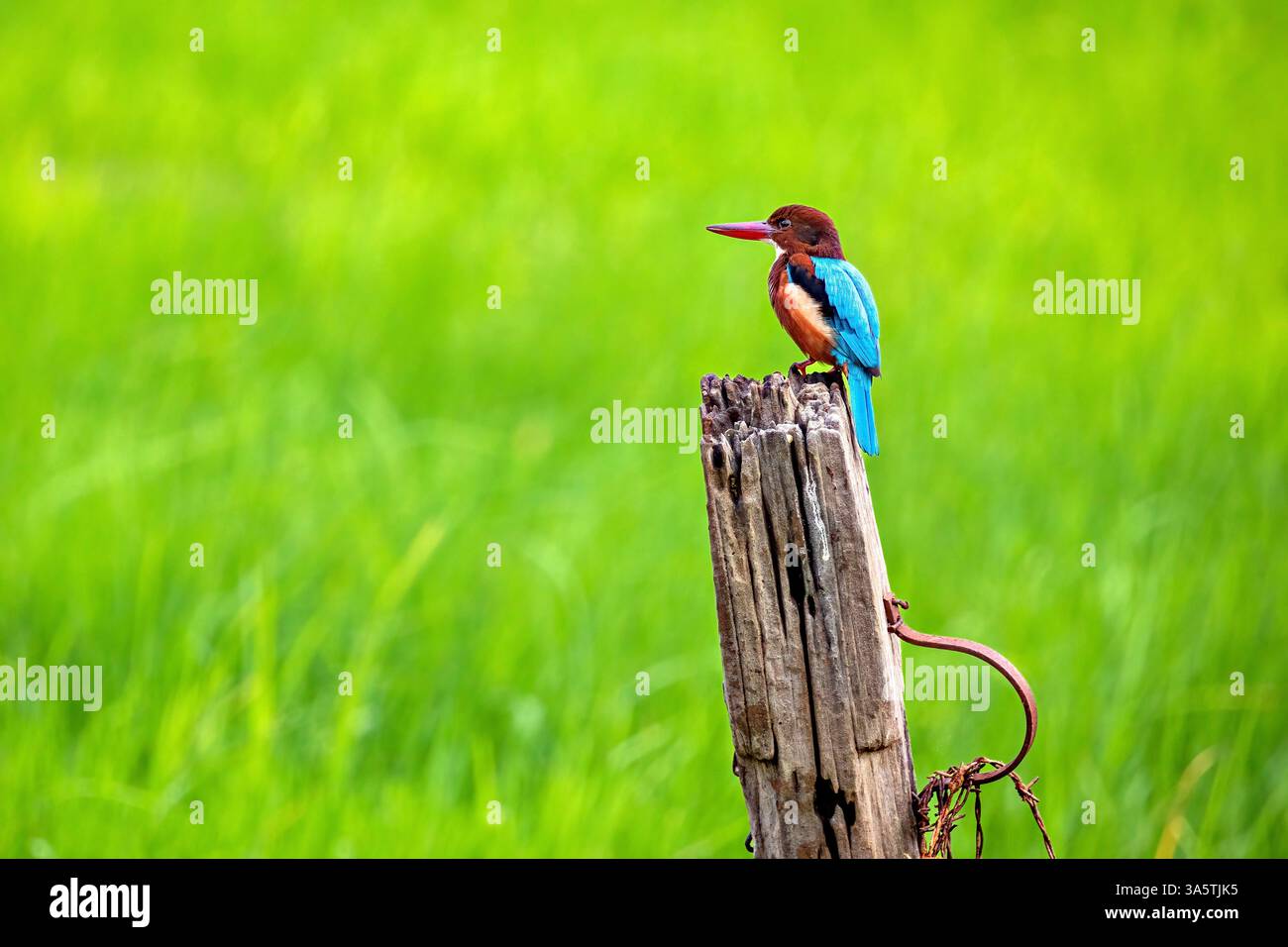A kingfisher bird in the Yala National Park of Sri Lanka Stock Photo ...