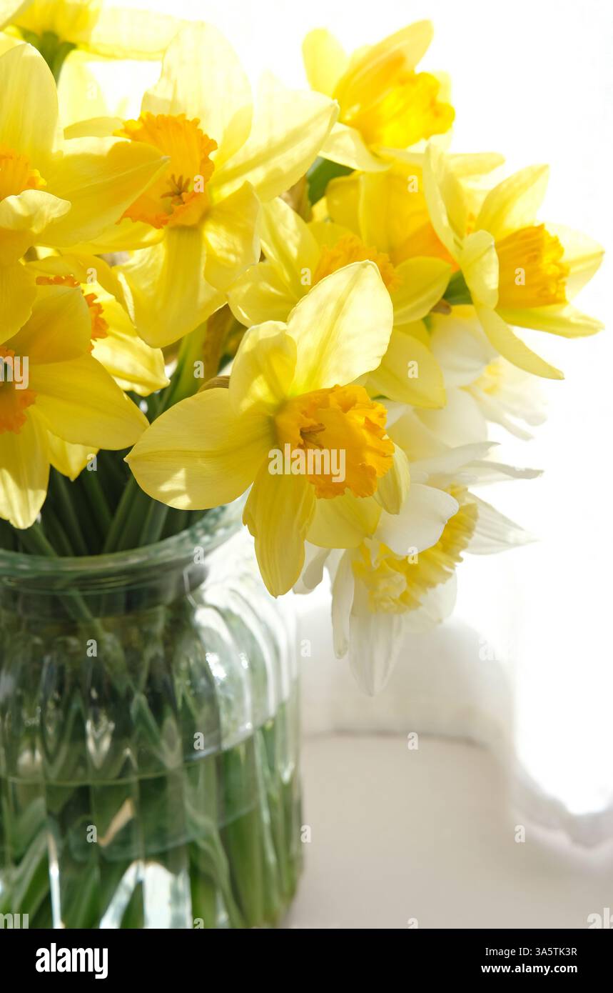 yellow spring daffodils in glass vase on white background Stock Photo ...