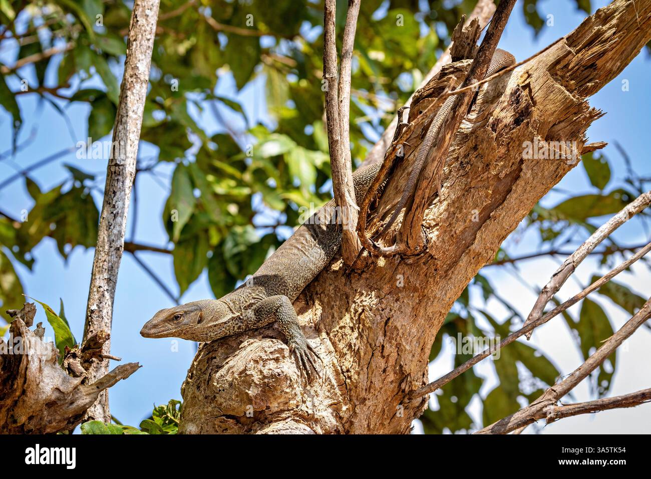 The water monitor waran in the wilderness of Sri Lanka Stock Photo - Alamy