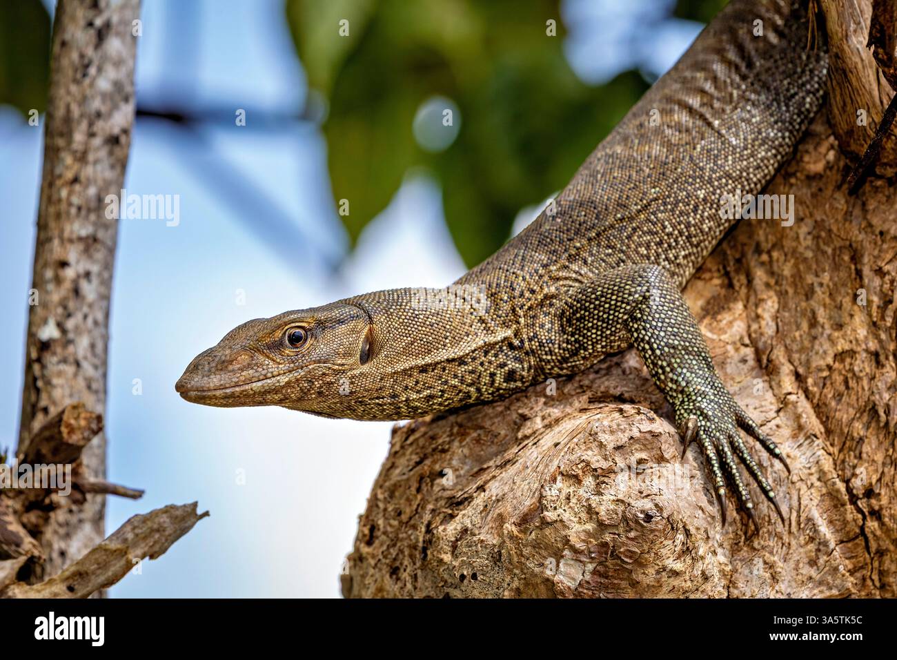 The water monitor waran in the wilderness of Sri Lanka Stock Photo - Alamy
