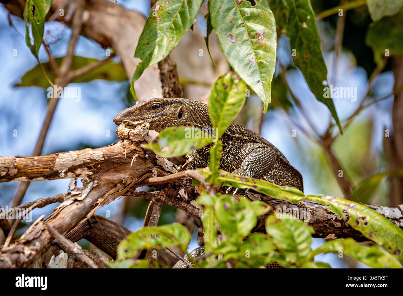 The water monitor waran in the wilderness of Sri Lanka Stock Photo - Alamy