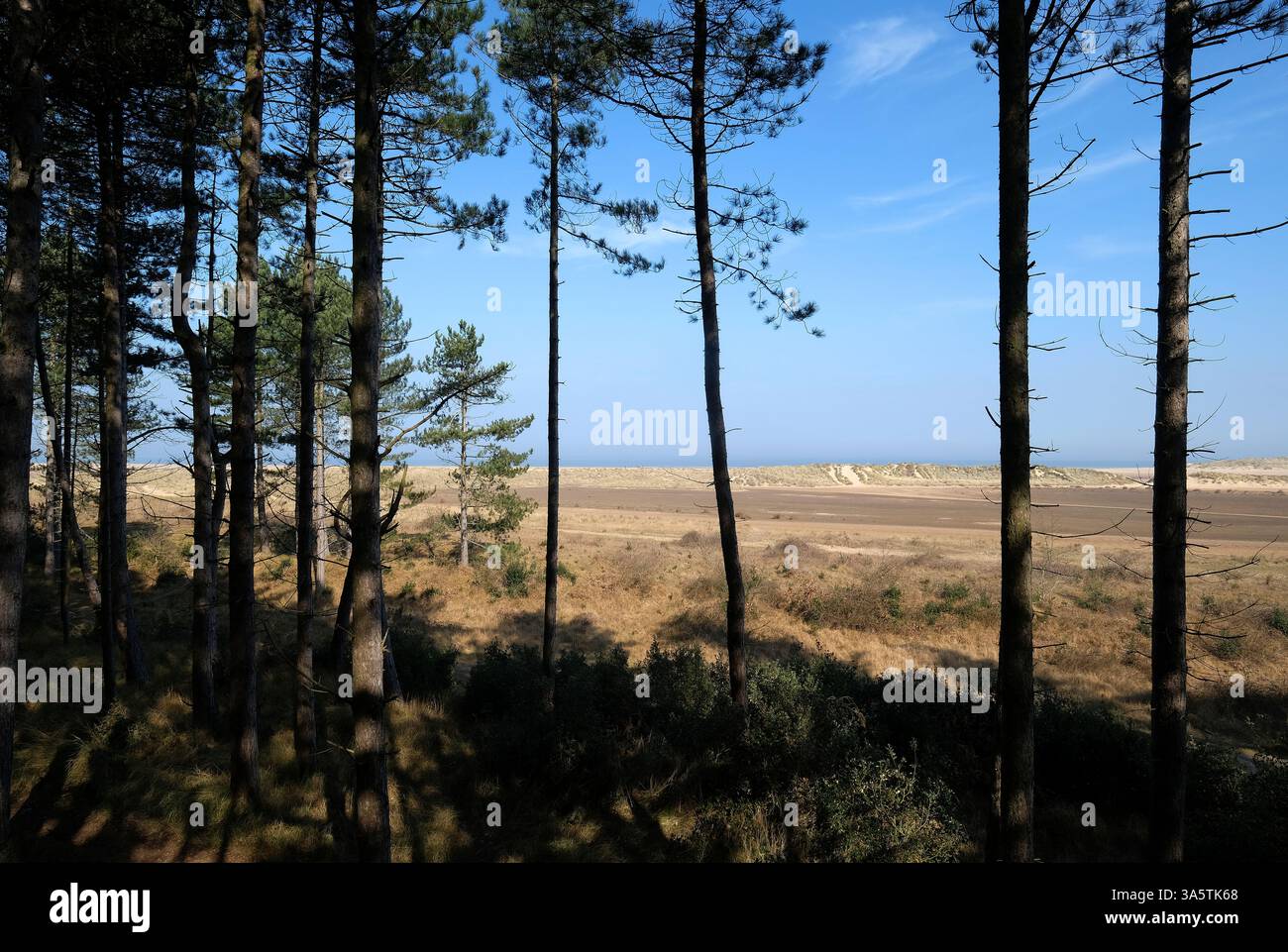 holkham pine woods and beach sand dunes, north norfolk, england Stock ...