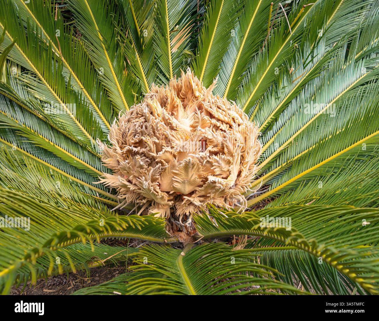Close-up of a sago palm with a large, textured central cone surrounded ...