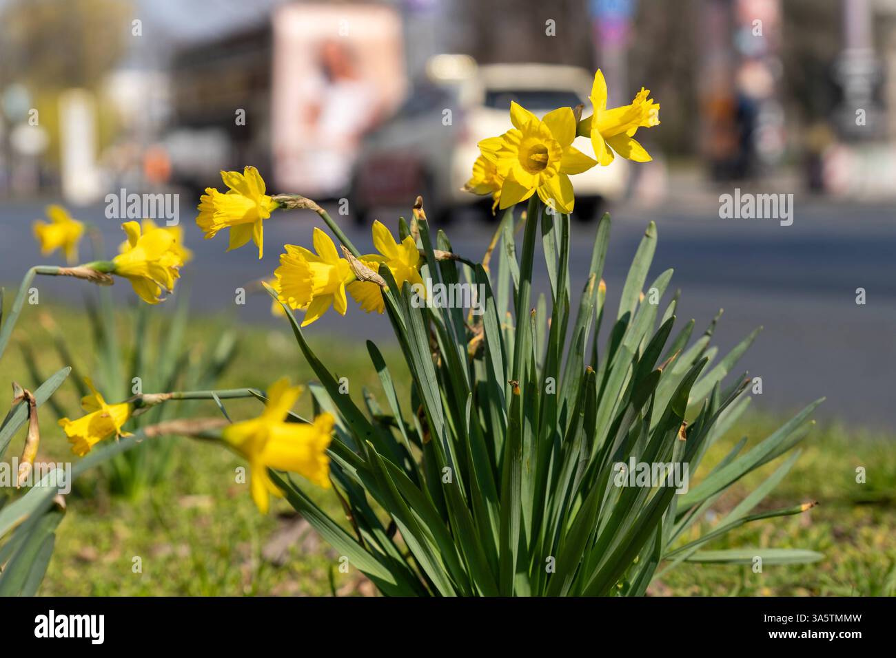 Berlin, Germany - March 24, 2025: Yellow daffodils bloom on the roadside in Berlin *** Gelbe ...
