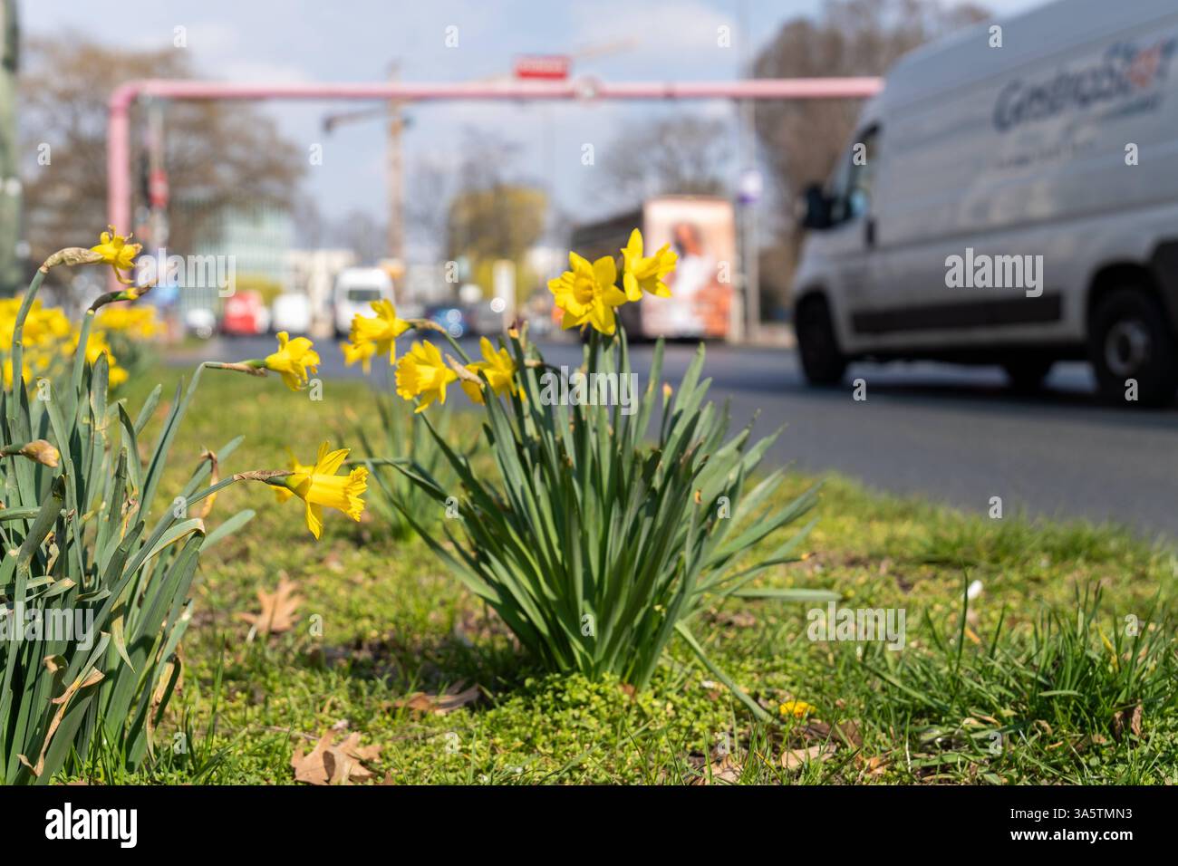 Berlin, Germany - March 24, 2025: Yellow daffodils bloom on the roadside in Berlin *** Gelbe ...