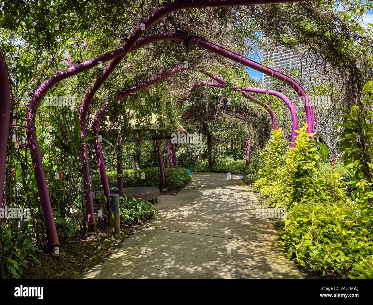 Gardens by the Bay canopy path with curved purple metal structures ...