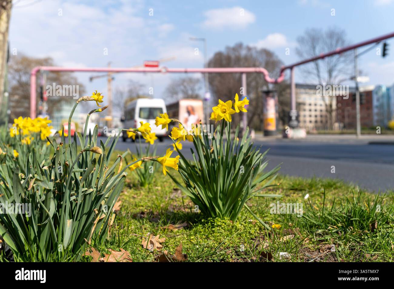 Berlin, Germany - March 24, 2025: Yellow daffodils bloom on the roadside in Berlin *** Gelbe ...