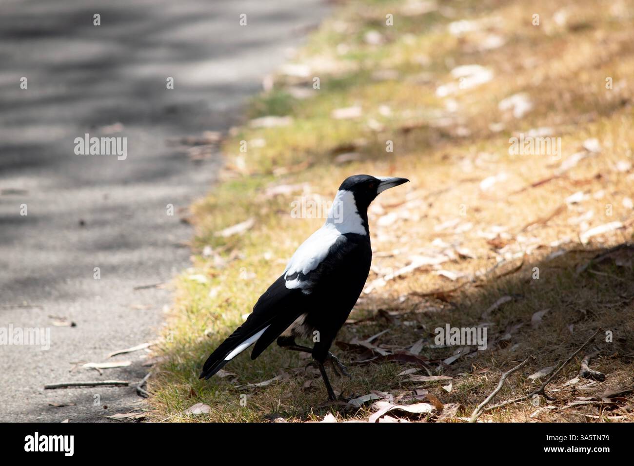 The magpie is a distinctive looking bird, with glossy black and ...