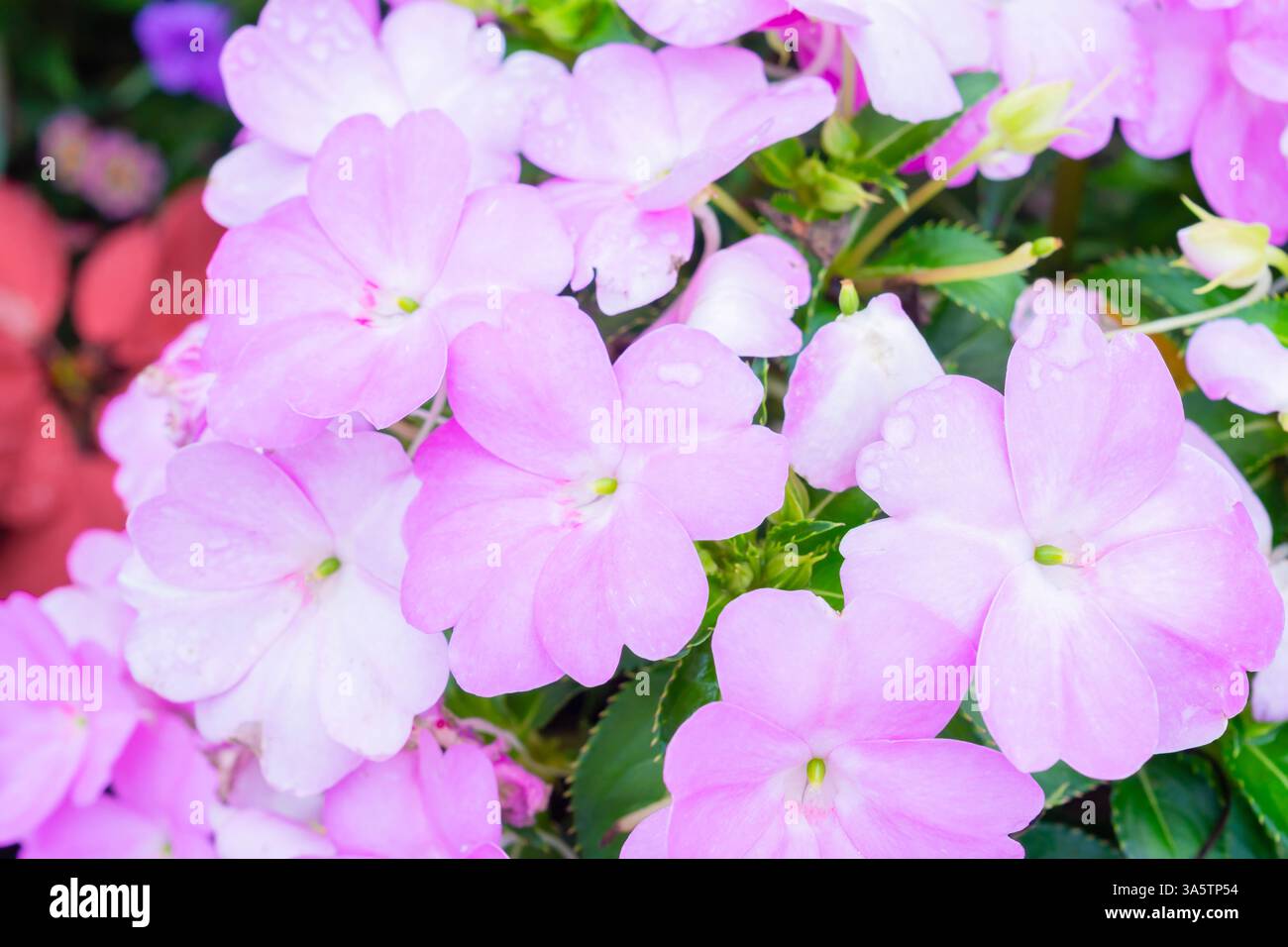 Light pink new guinea impatiens or impatiens hawkeri flower in the ...