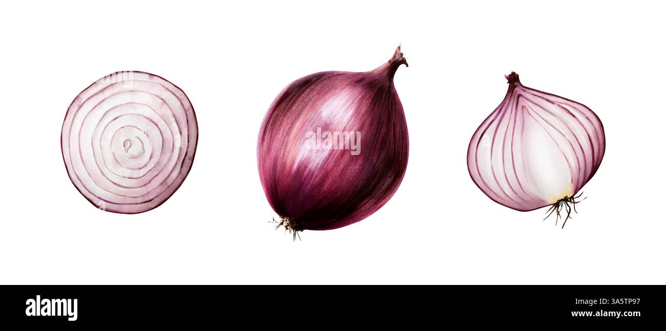 Set of red onions. Watercolor hand drawn sliced, half of a purple onion ...
