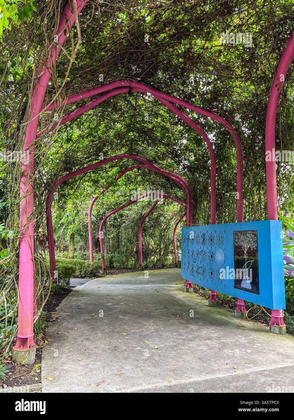 Jacob Ballas Children's Garden pergola covered in vines. The pink ...