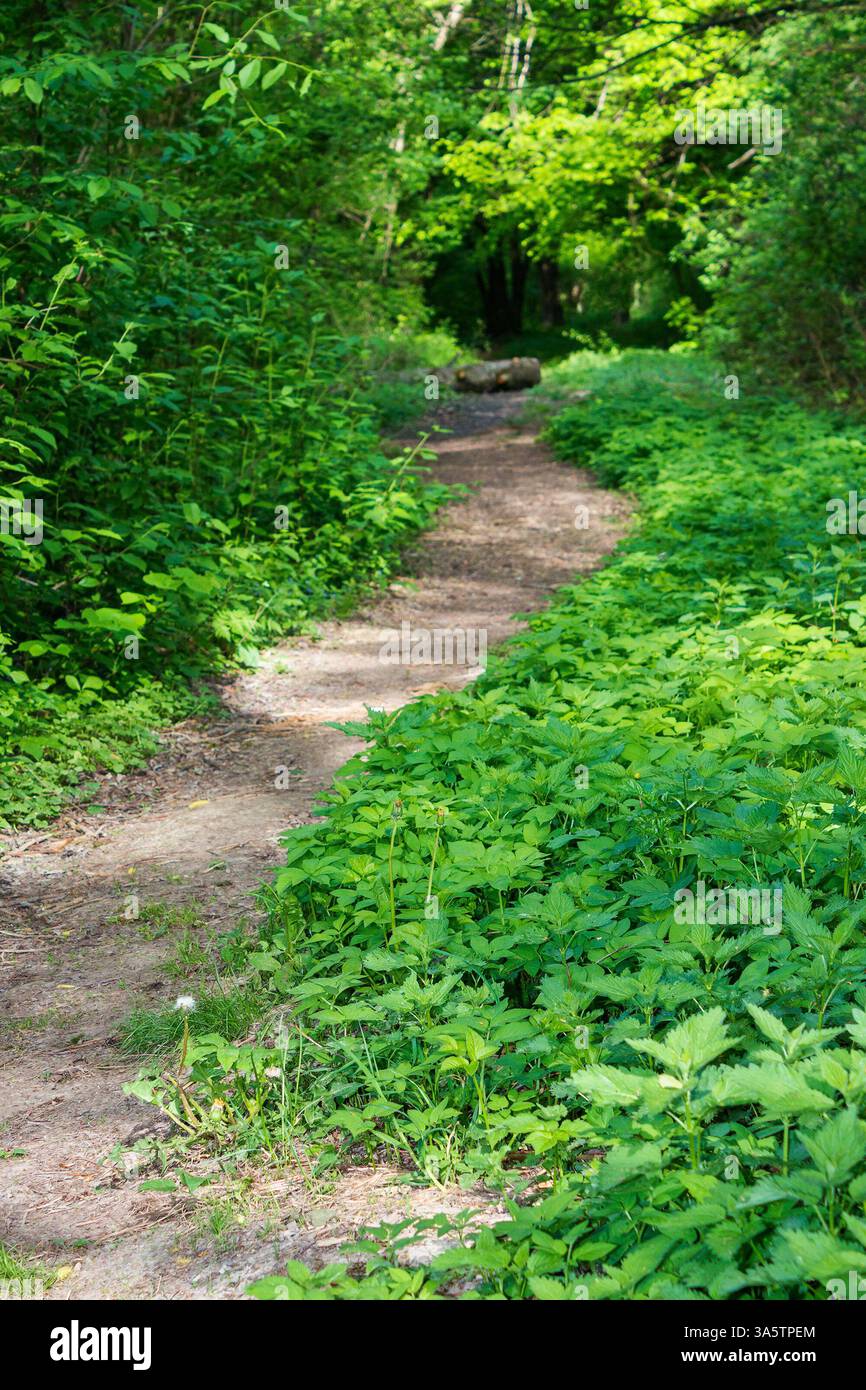 path through the forest. grass and plants along winding pathway ...