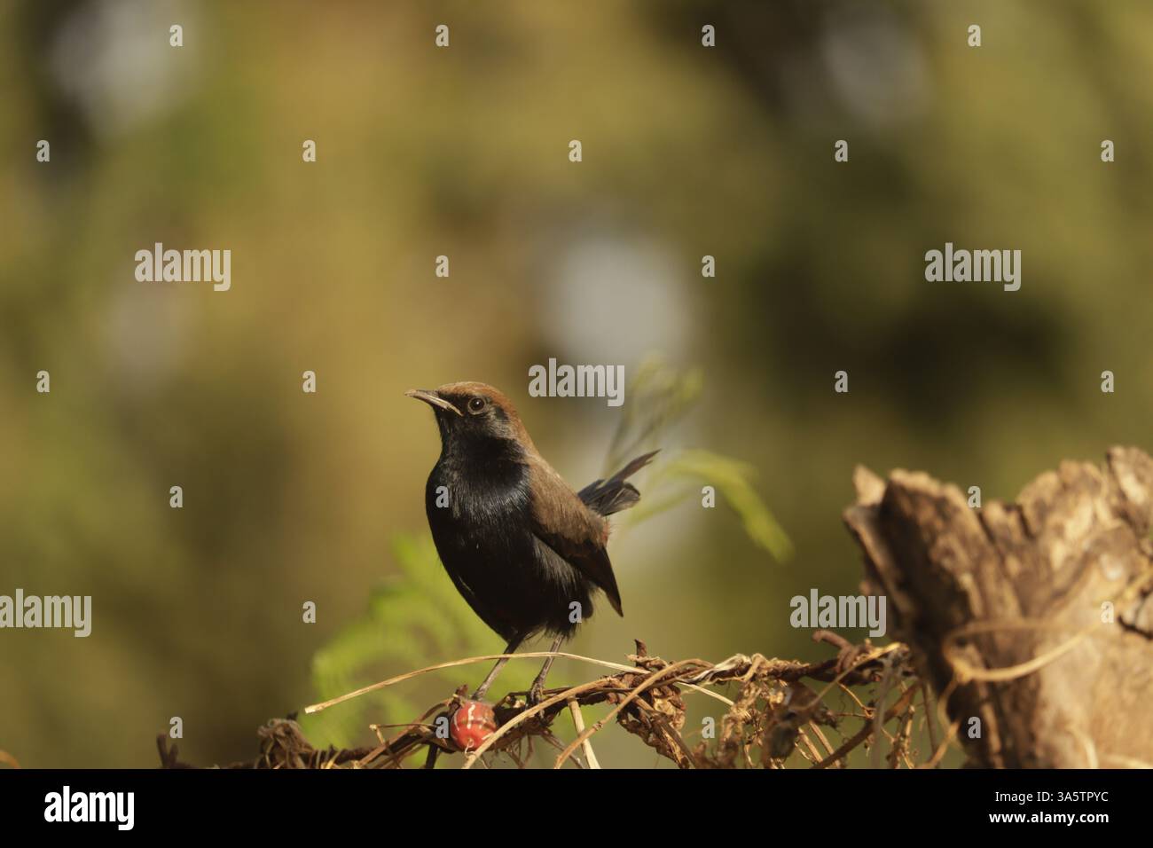 The Indian robin is a species of passarine bird in the family ...