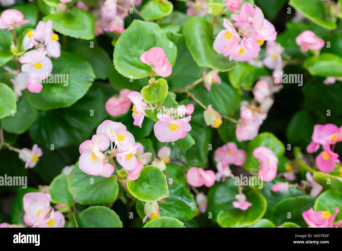 Begonia Begonia Semperflorens