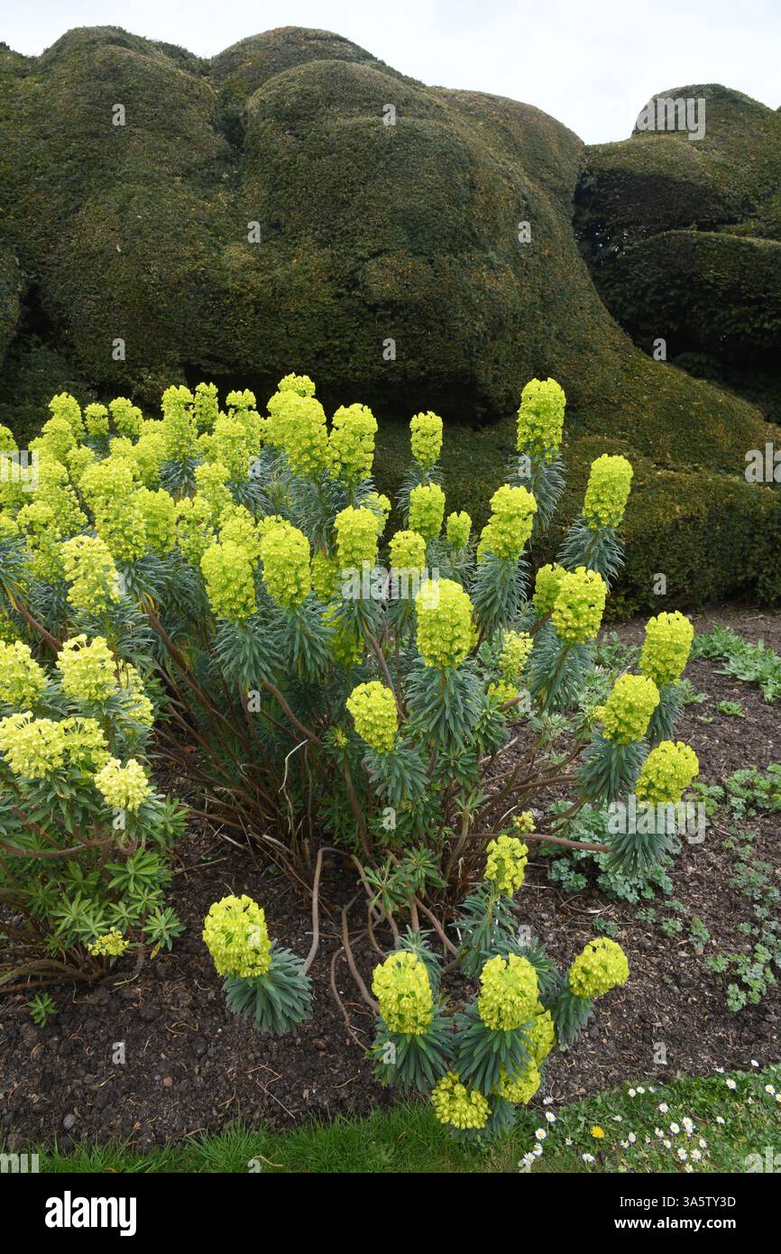 Bumpy old yew hedge hi-res stock photography and images - Alamy