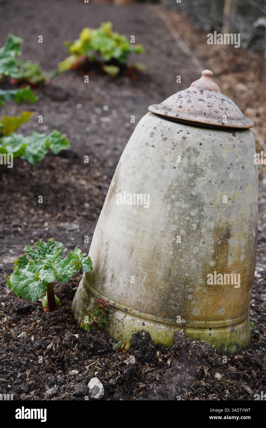 Rhubarb under cover hi-res stock photography and images - Alamy