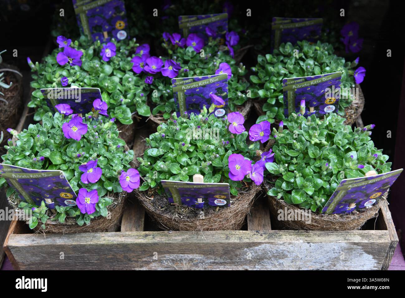 Aubrieta kitte blue Stock Photo - Alamy