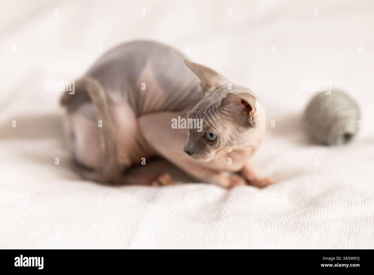 Cute sphynx cat plays with a ball of yarn on soft blanket Stock Photo ...