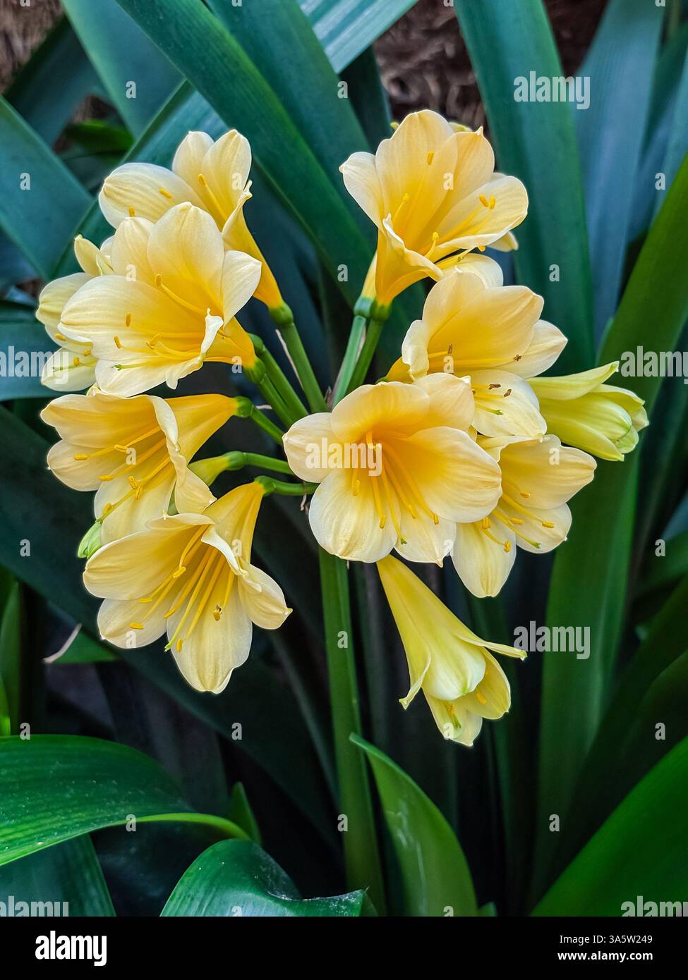 A cluster of yellow Clivia Miniata flowers in bloom with lush green ...