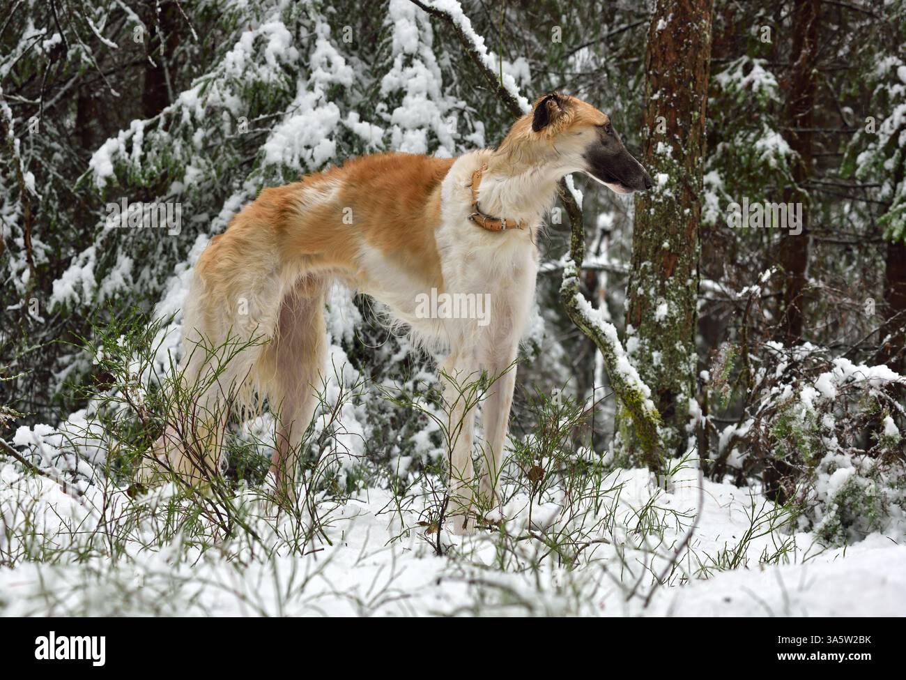 Russian borzoi dog hunting in winter forest Stock Photo - Alamy
