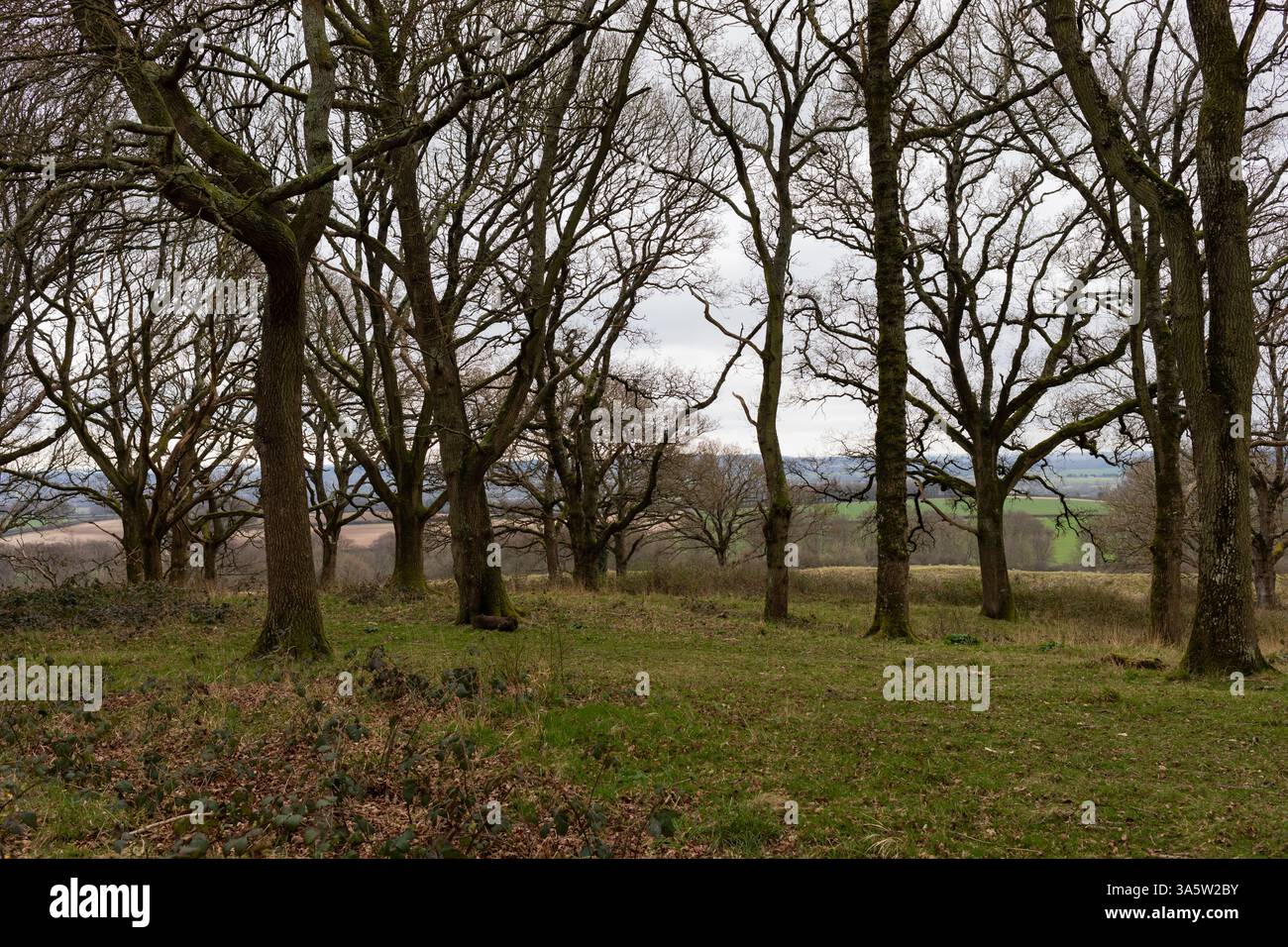 Woodland trees at the top of Badbury Rings Hill Fort in Dorset, England ...