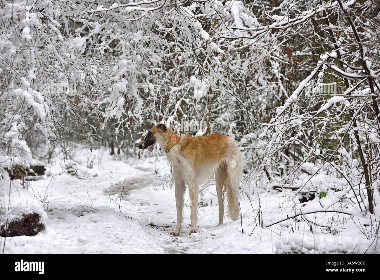 Borzoi dog in red hi-res stock photography and images - Alamy