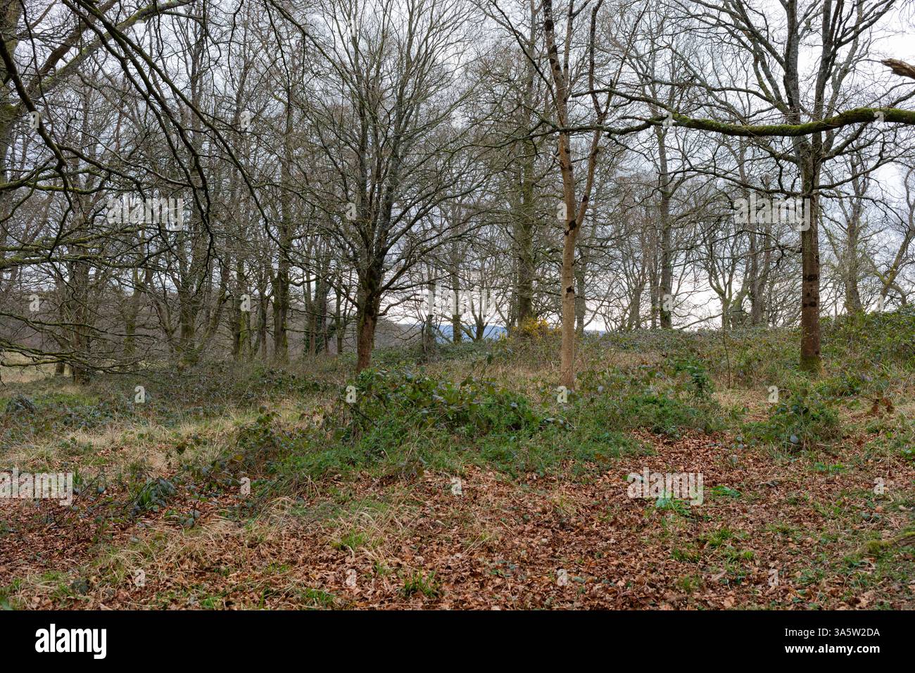 Early spring woodland at Badbury Rings Iron Age Hill Fort in Dorset ...