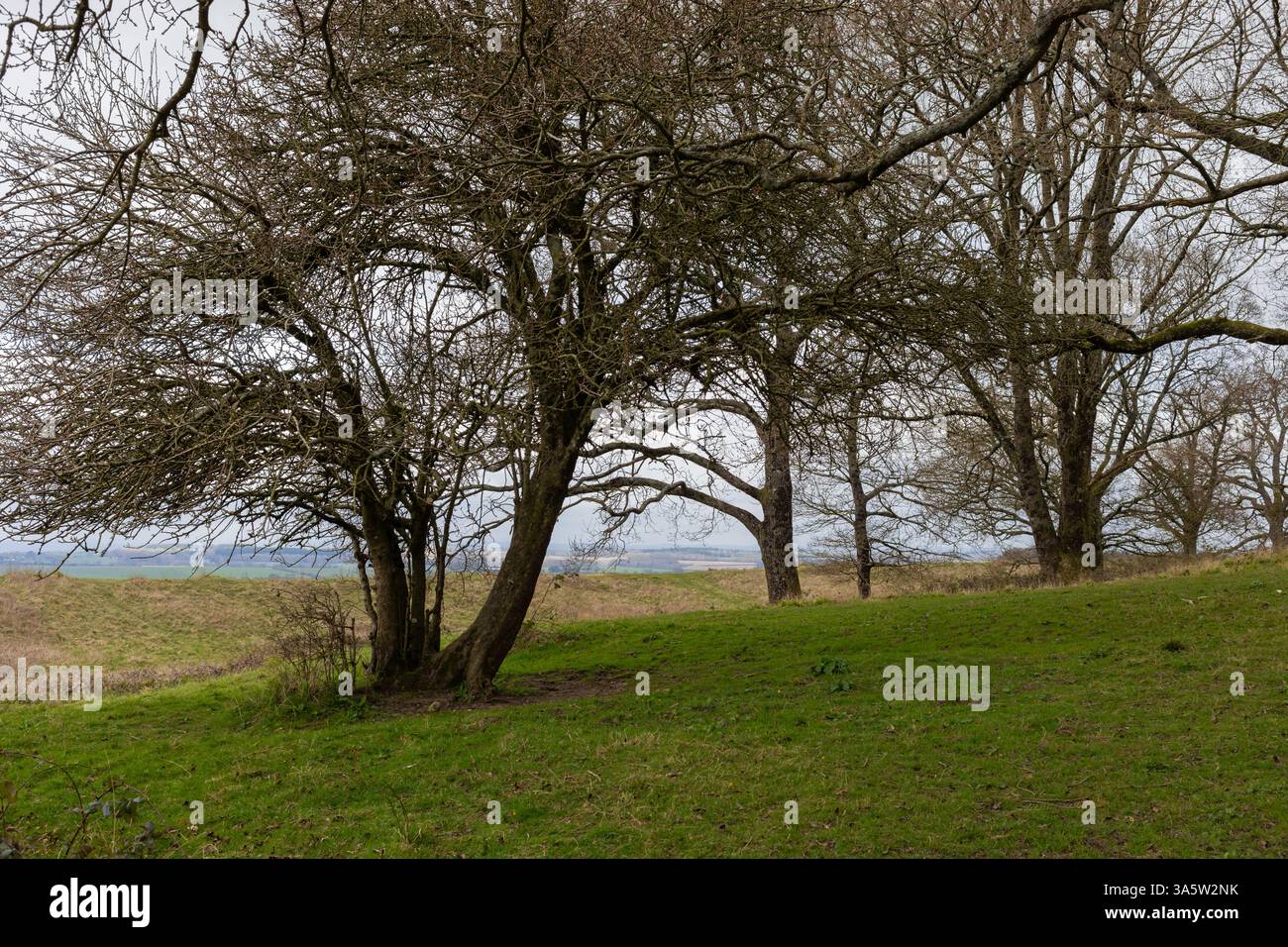 Trees at the top of Badbury Rings Hill Fort in Dorset, England UK Stock ...