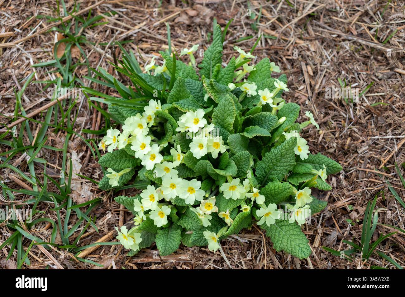 Wild primroses uk hi-res stock photography and images - Alamy