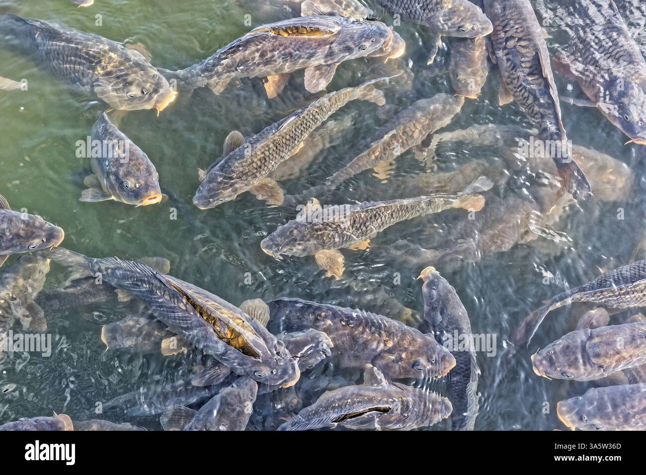 Gedränge im Wasser. Ein Schwarm Karpfen wartet im Fischteich auf Futter ...