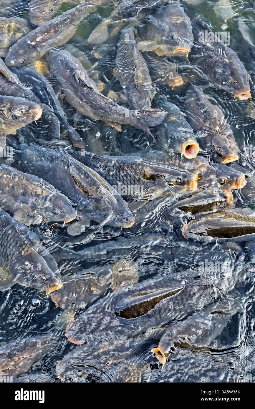 Gedränge im Wasser. Ein Schwarm Karpfen wartet im Fischteich auf Futter ...