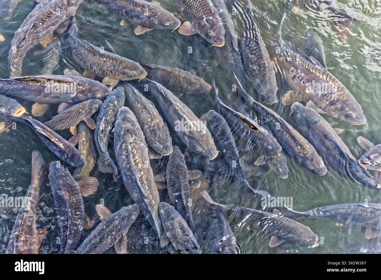 Gedränge im Wasser. Ein Schwarm Karpfen wartet im Fischteich auf Futter. Bad Gögging Bayern ...