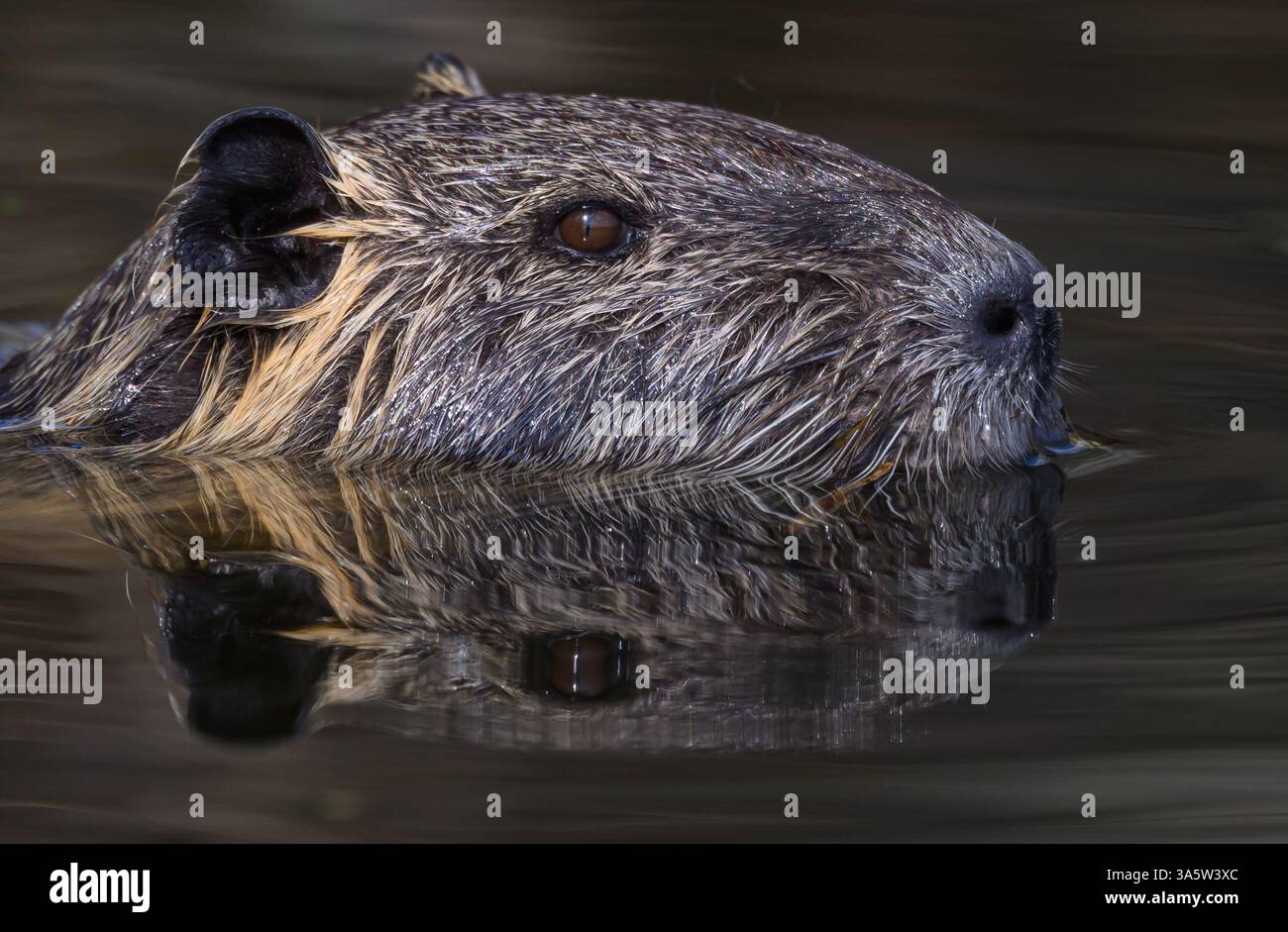 Schlepzig, Germany. 24th Mar, 2025. A nutria (Myocastor coypus) swims ...