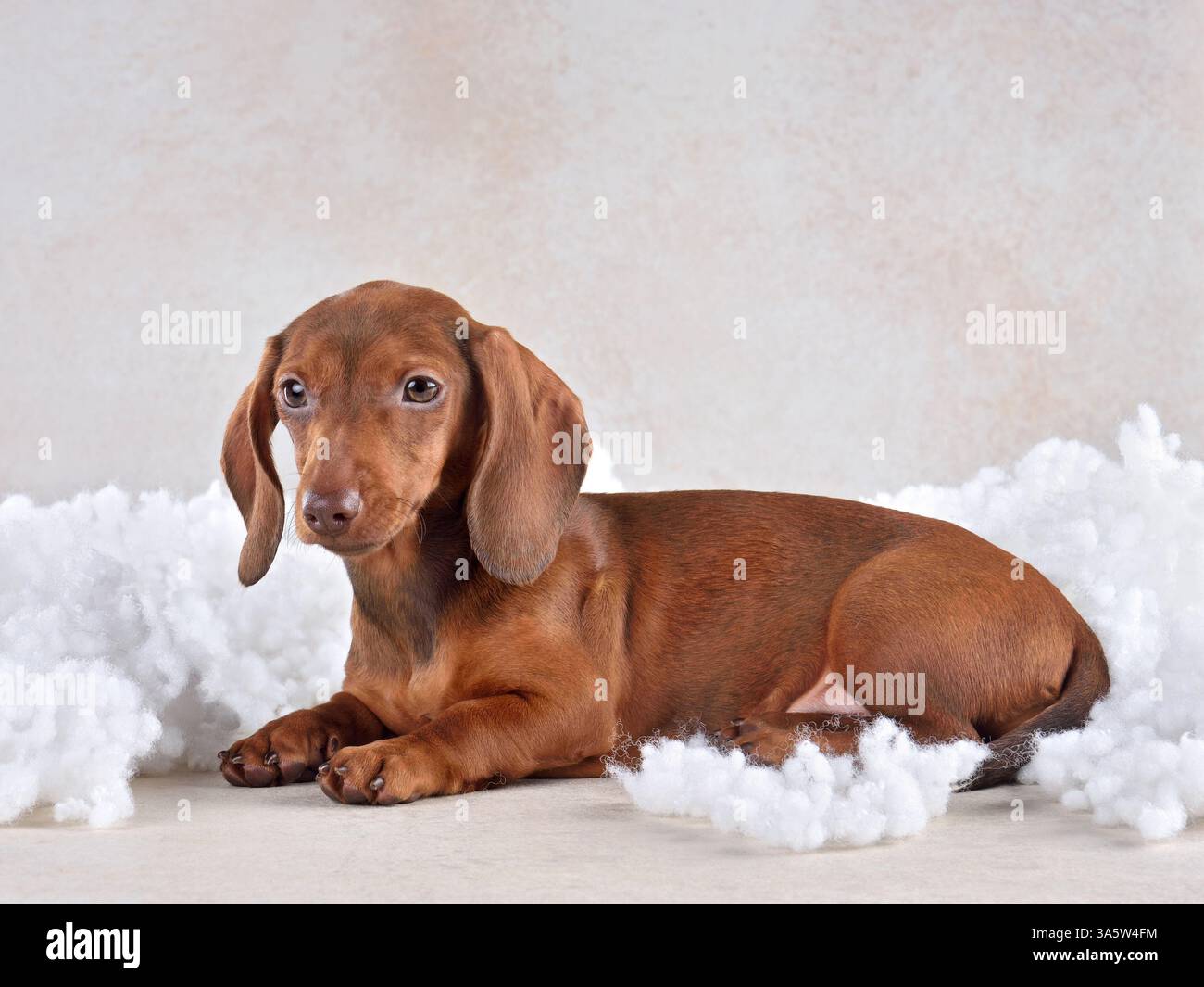 Chocolate dachshund puppy in clouds on a light background Stock Photo ...