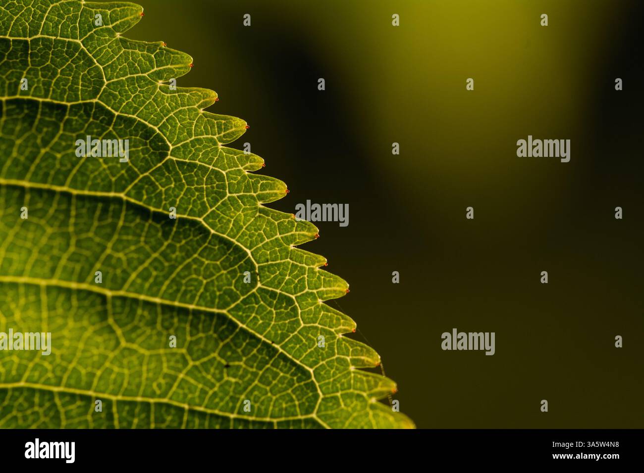 Serrated leaf edges hi-res stock photography and images - Alamy