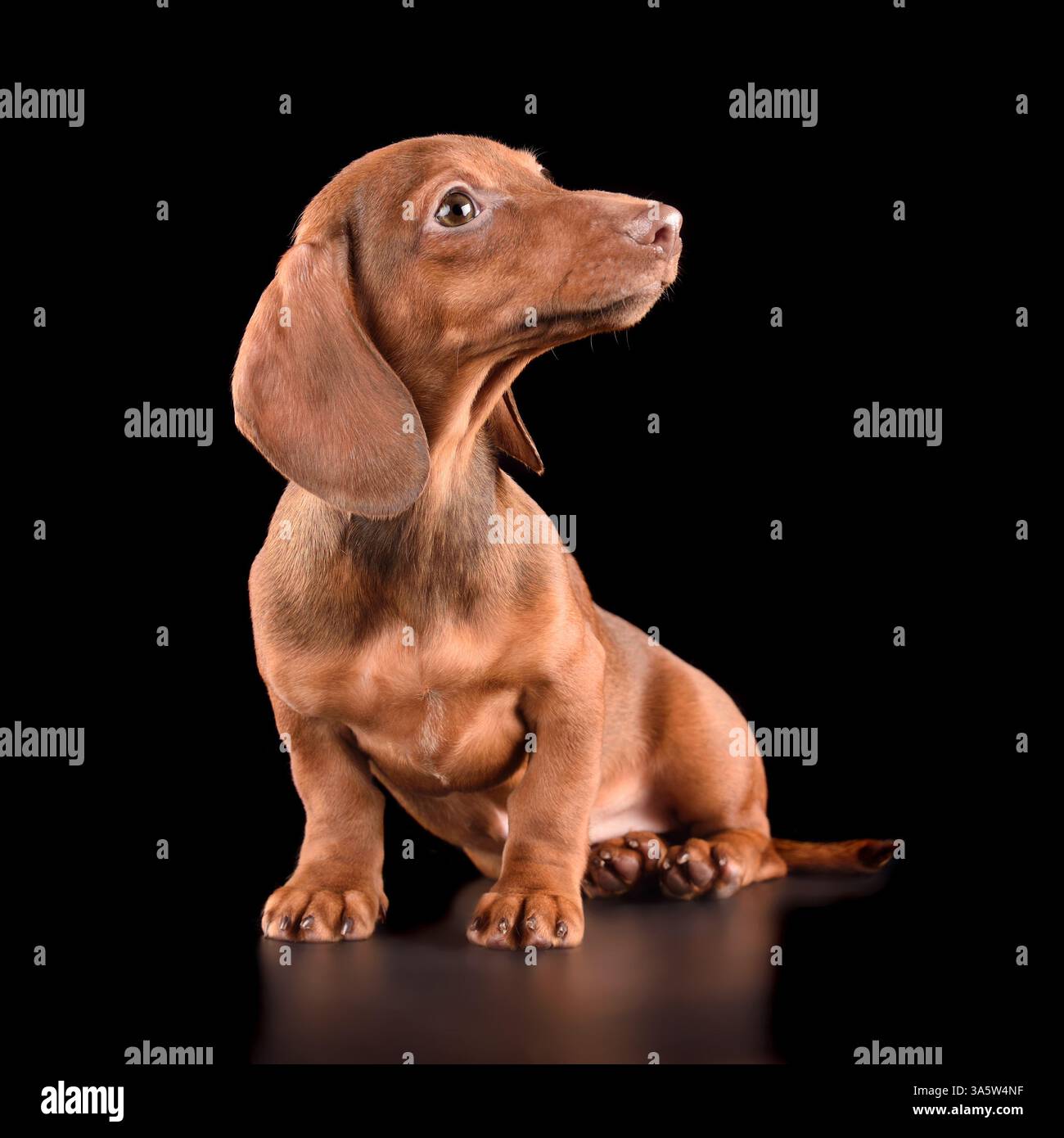 Adorable chocolate dachshund puppy sitting on black background Stock ...