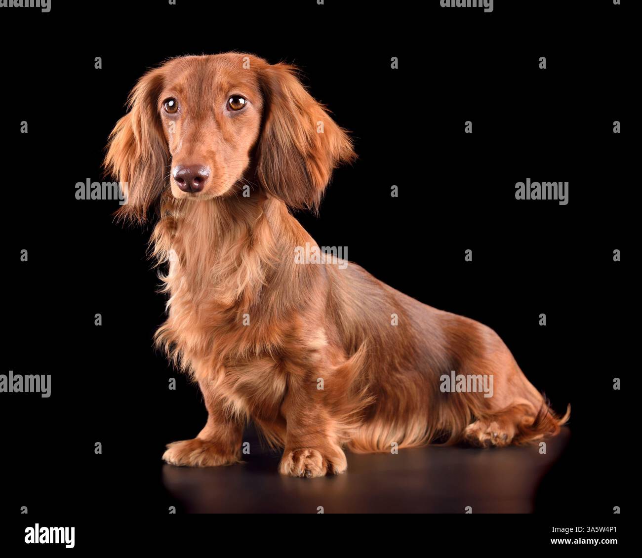 Adorable chocolate longhaired dachshund sitting on black background ...