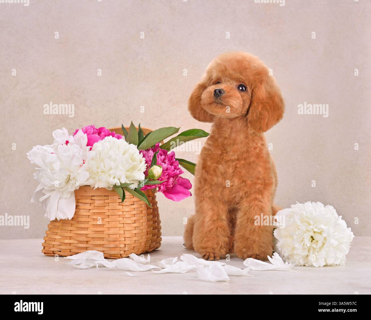 Puppy of red toy poodle sitting alone on beige background with pink and ...