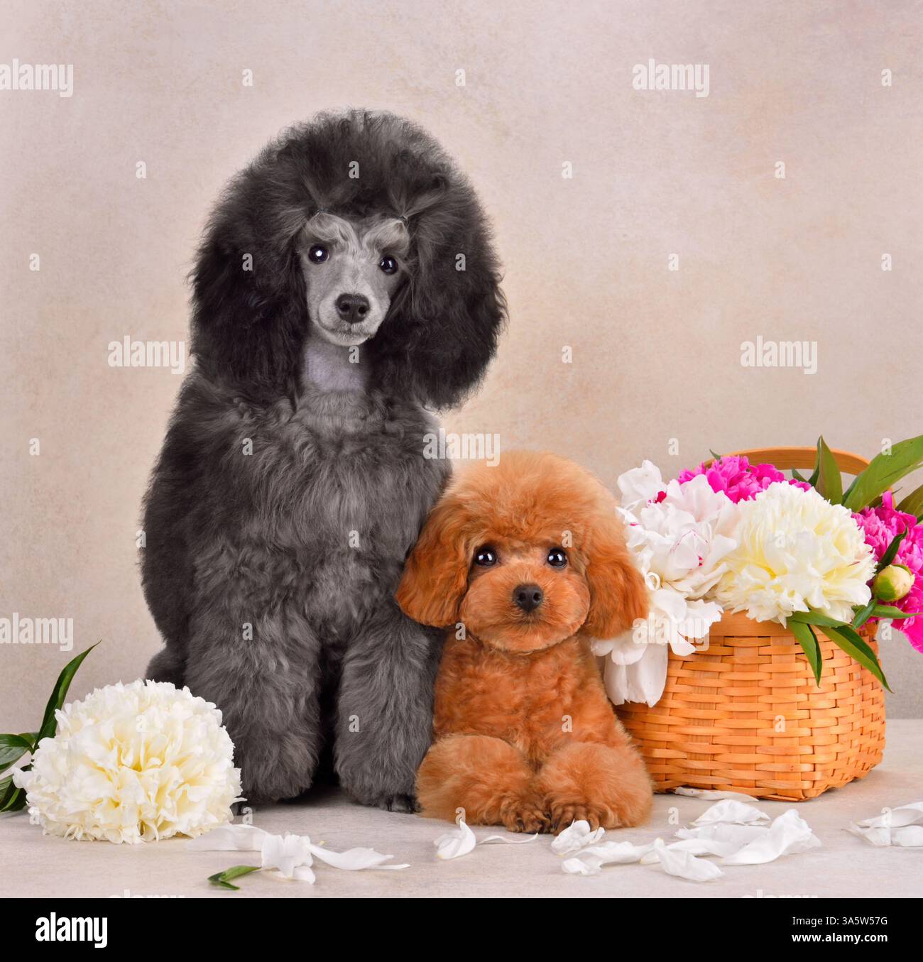Two poodle puppies gray and red sitting on beige background with pink ...