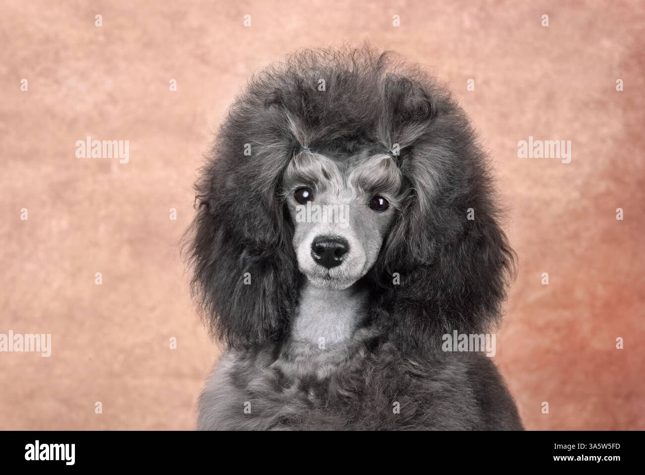 Portrait of cute toy poodle sitting on beige background Stock Photo - Alamy