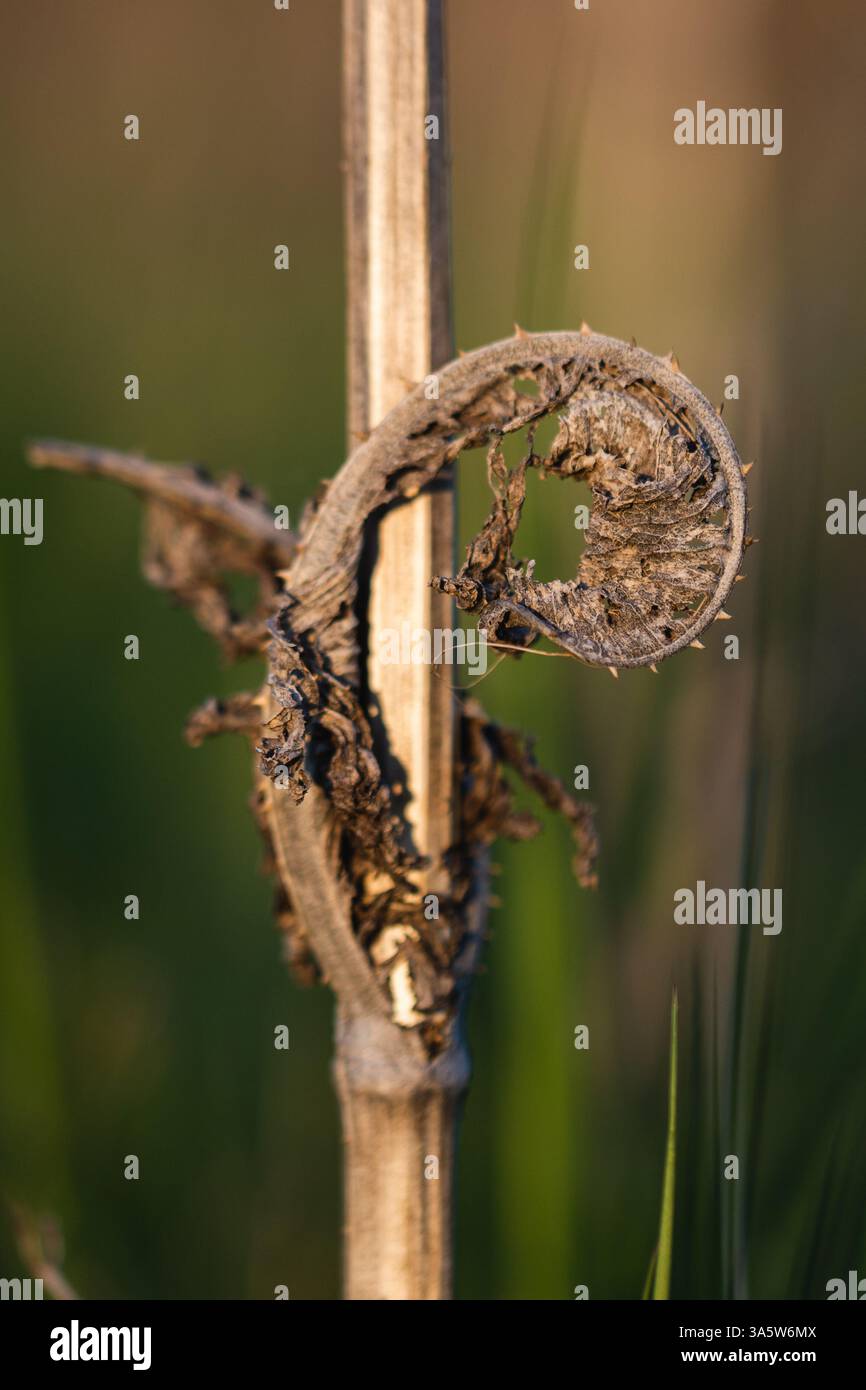 Eerie natural form hi-res stock photography and images - Alamy