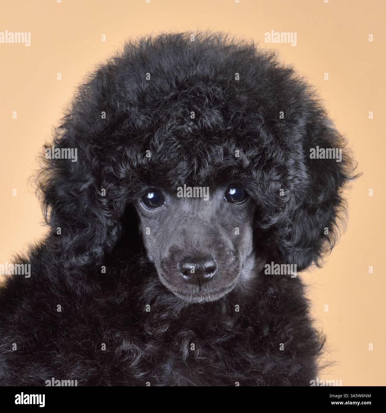 Portrait of cute toy poodle puppy sitting on yellow background Stock ...